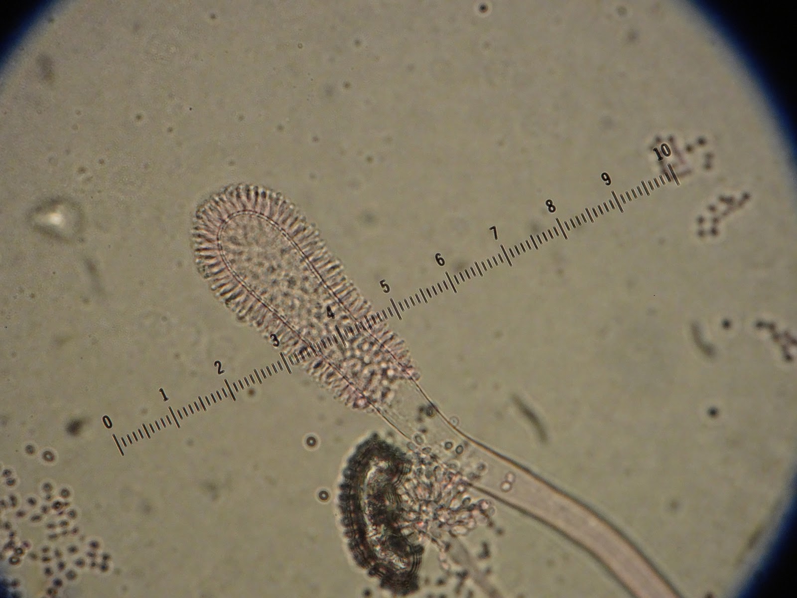 Sustainable Mycology: Aspergillus clavatus