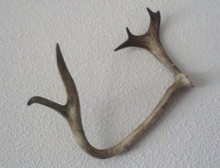 La luz horizontal: Carne de reno