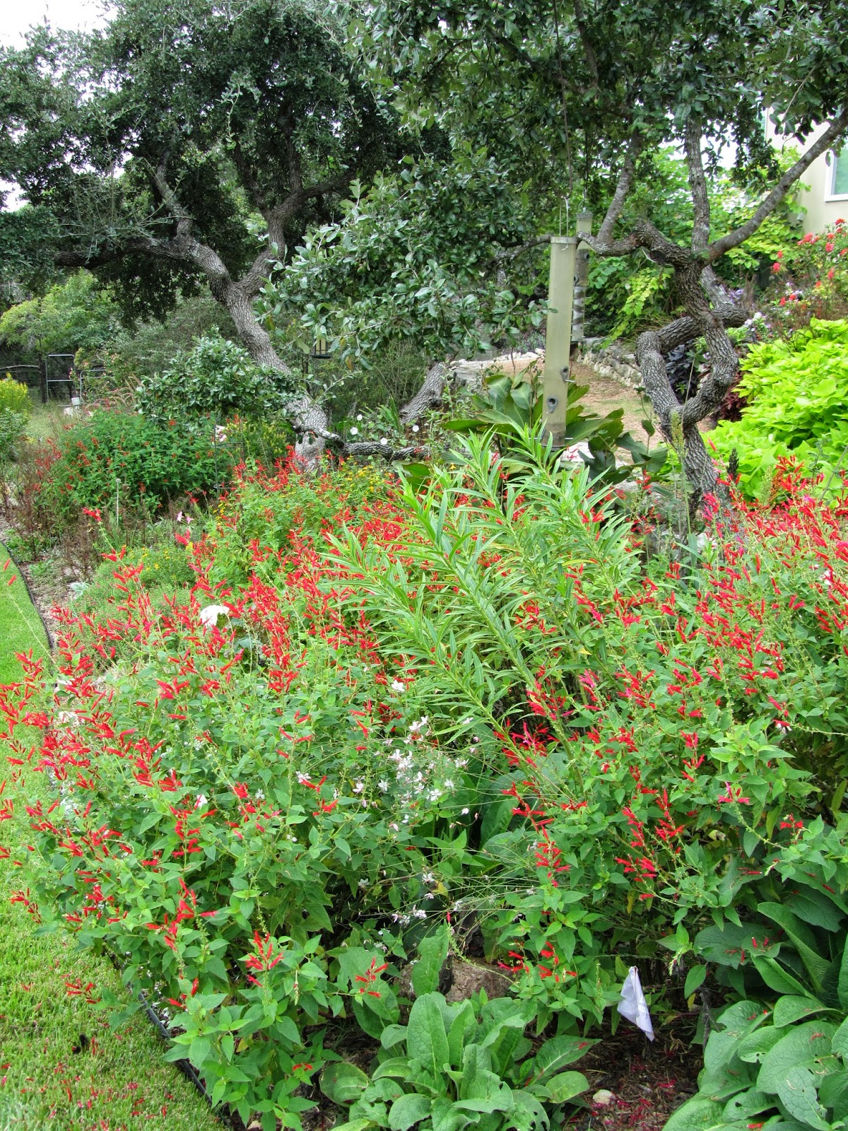 Hastypearl: South Texas Red Garden October Hastypearl