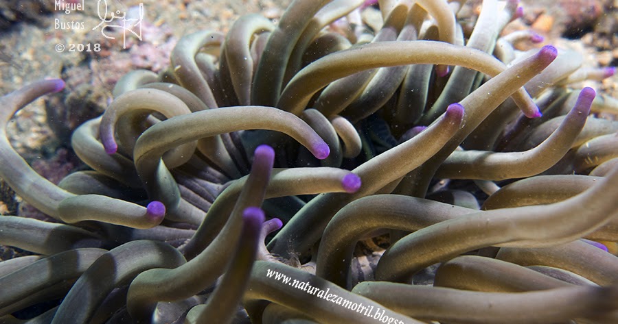 Naturaleza y Fotografía en Motril: Periclimenes scriptus