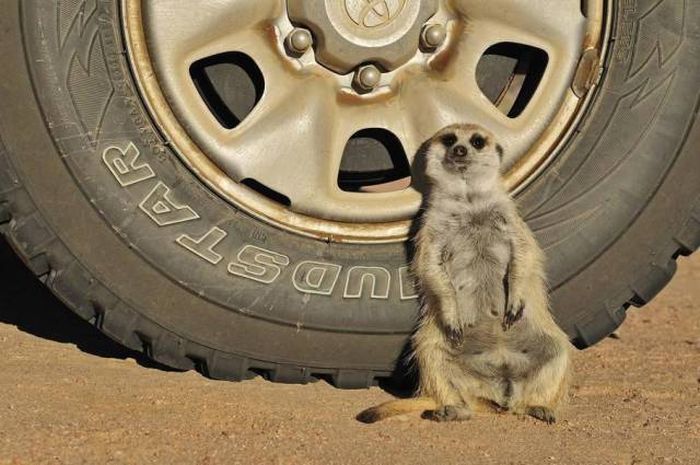 Funny animals of the week - 1 February 2019 (40 pics) | Amazing Creatures