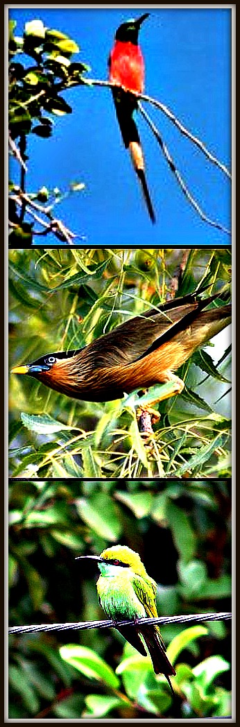 West Bengal Tour & Travel