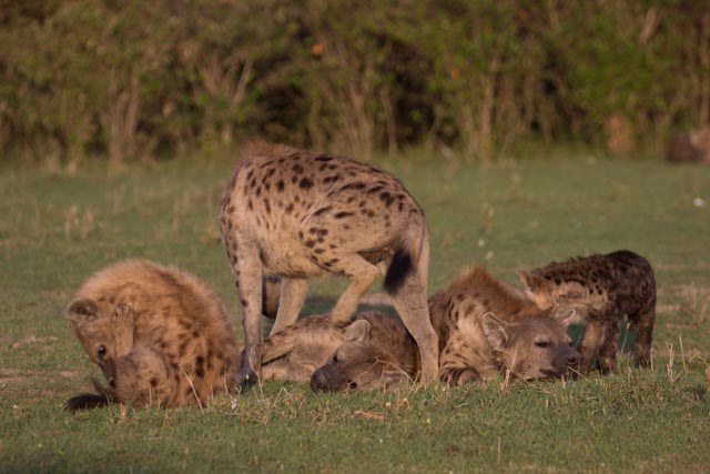 Hyena Vs Cheetah