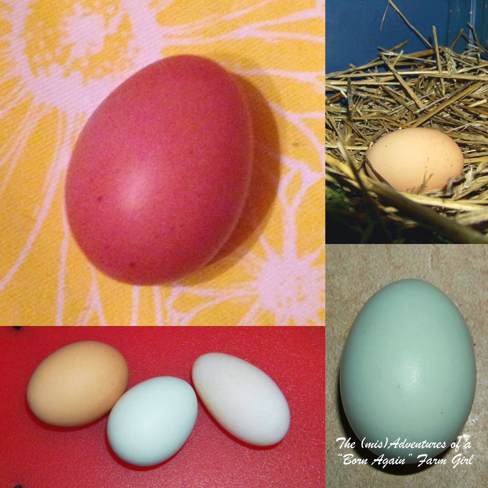 Be An Egg Snob - The (mis)Adventures of a Homesteadin' Mama