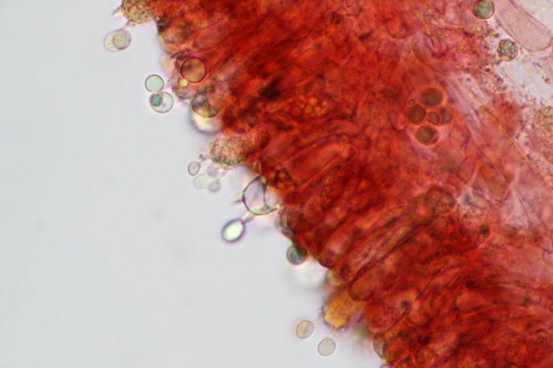 El mundo microscópico de los hongos: Lyophyllum immundum (Bk-Br)Kuhn