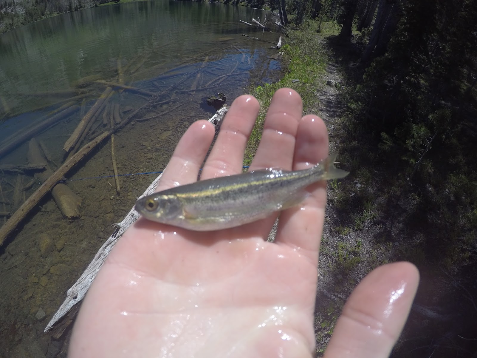 Backcountry Lakes: White Clouds, Champion Lakes: June 25th, 2016