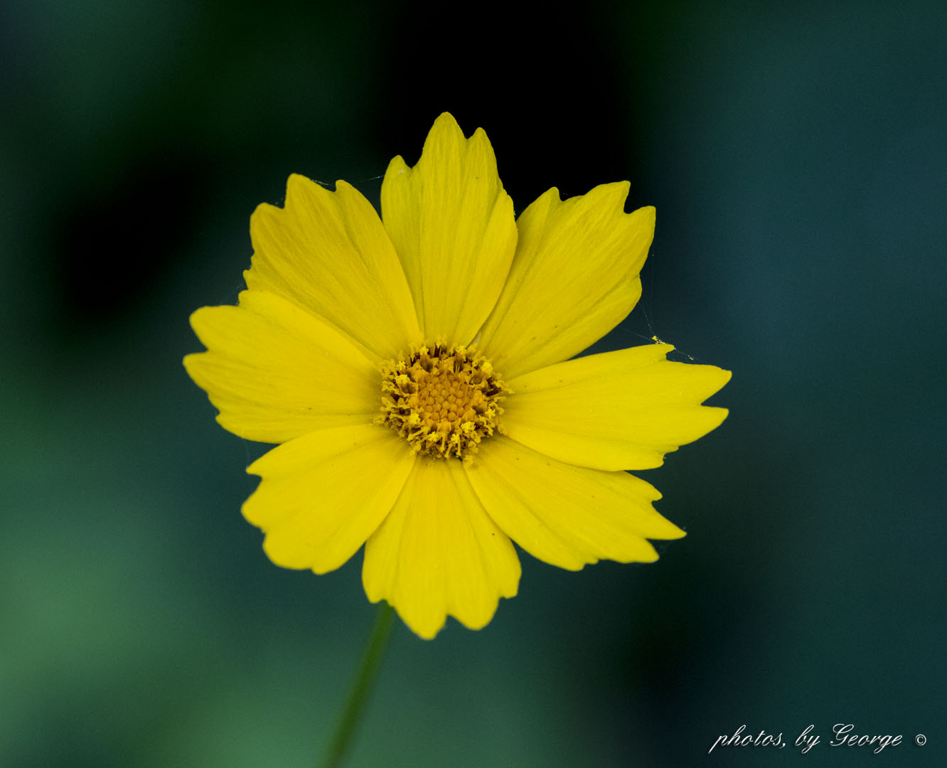 "What's Blooming Now" : Lobed Tickseed (Coreopsis auriculata L.)