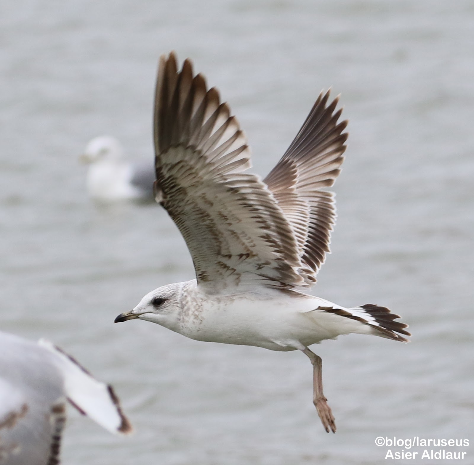 Larus.eus: (Larus Canus heinei) Common gull of Russian/Gaviota Cana ...