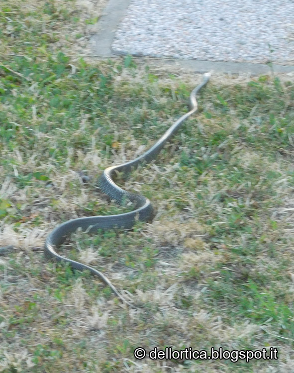 COLUBRO DI ESCULAPIO