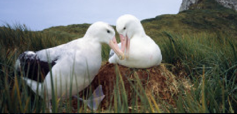 Albatross Facts I