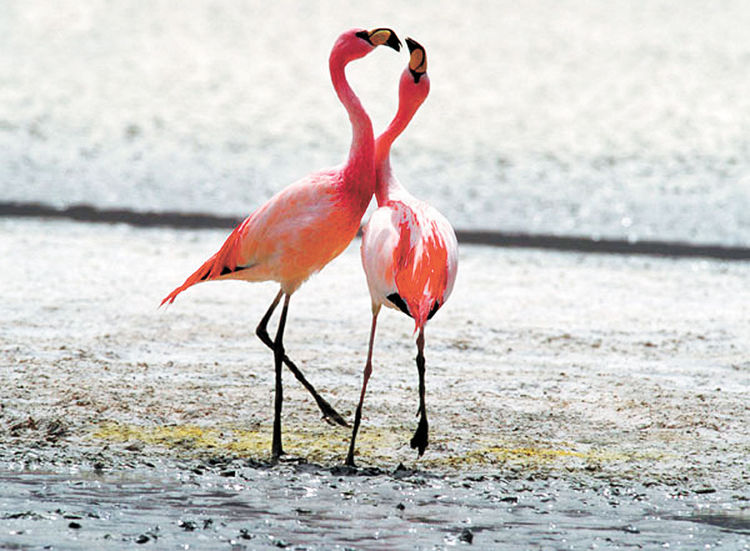 Oruro atesora un albergue desconocido de las parihuanas | NOTAS DE ...