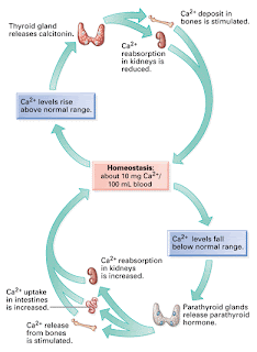 Biology: Feedback Loops