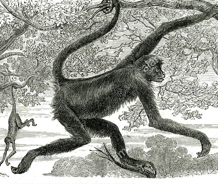 Lab Animal Vet: October 2017