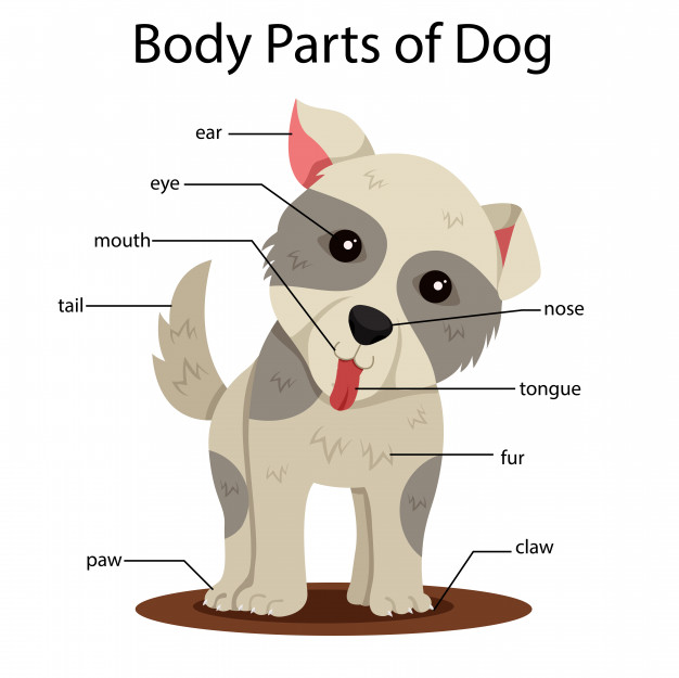 3º Primaria : INGLÉS PARTS OF THE BODY. ANIMALS