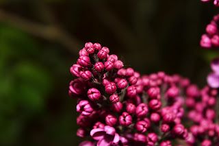 Ryan Birchall Photography: Colour Explosion, Macro flower photography