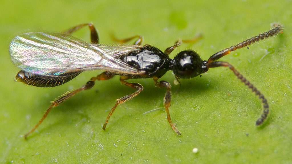 ムシをデザインしたのはダレ？: ハエヤドリクロバチ科 ( Diapriidae ）の2種( Belytinae sp. )♀