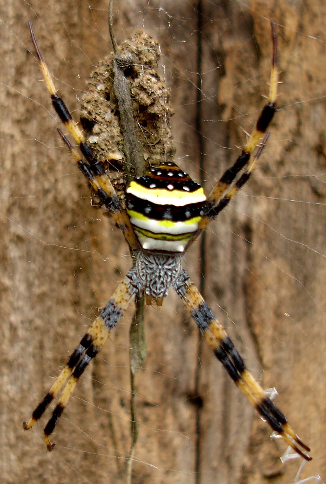 Nature-In general: Spiders-1