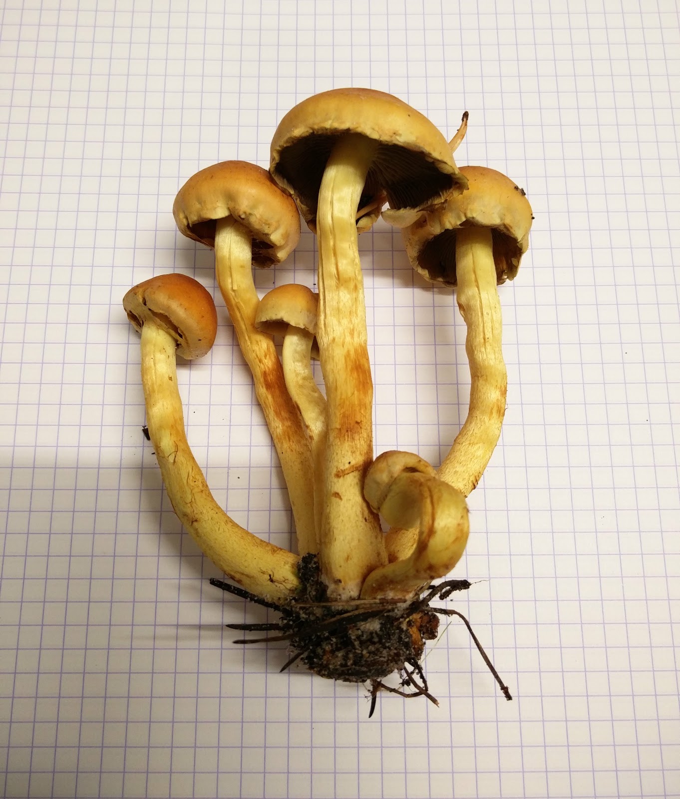 Misidentifying Fungi: Graffham Common Fungus Walk