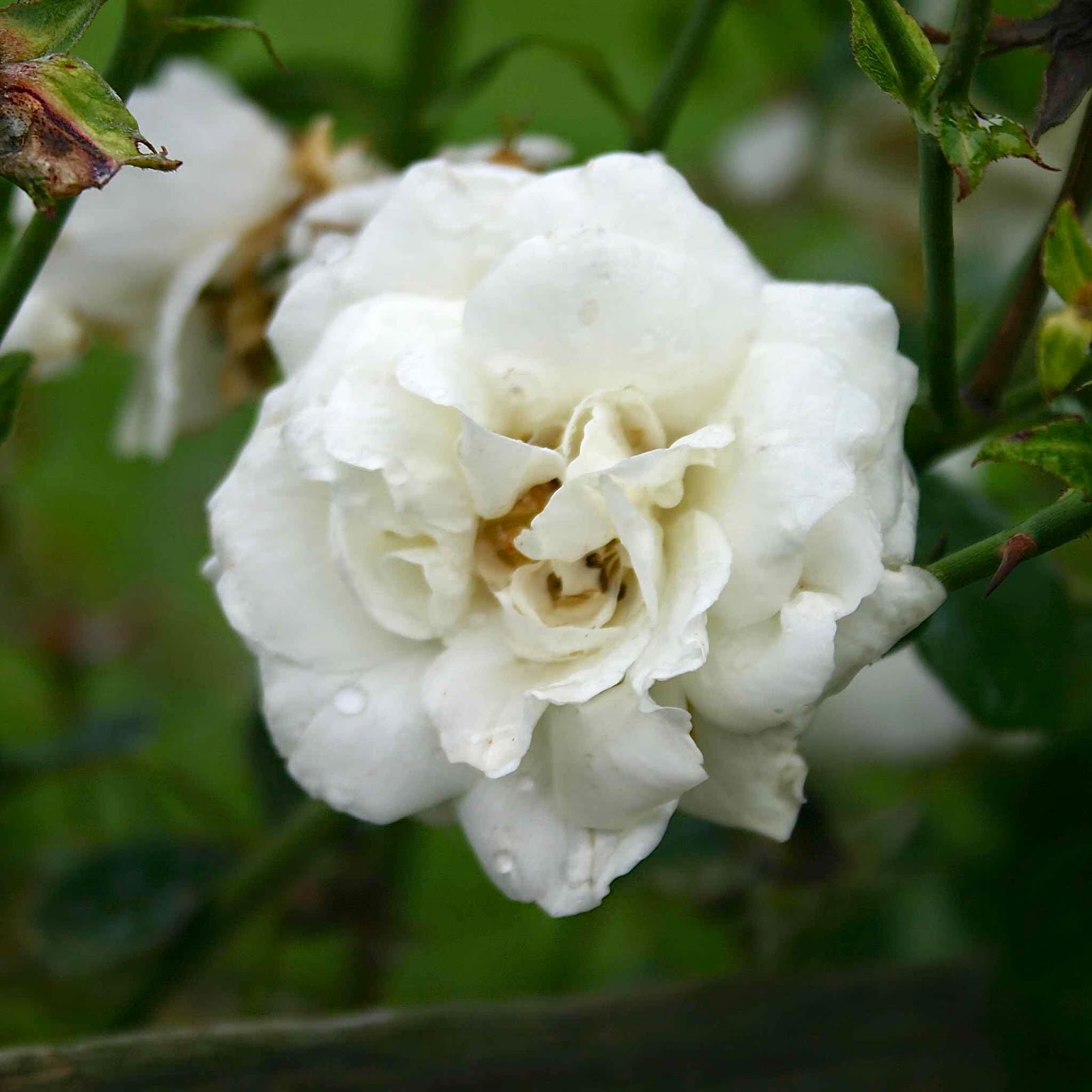 Life in the Middle Ages: The War of the Roses