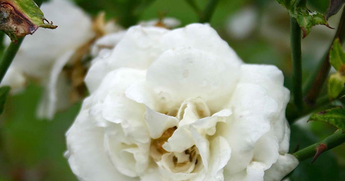 Life in the Middle Ages: The War of the Roses