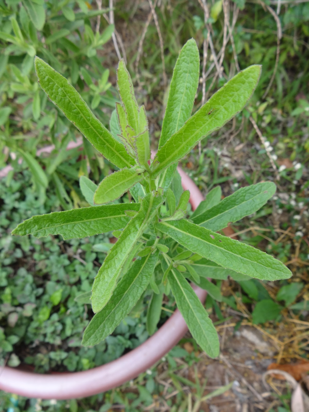 Herbs from Distant Lands: Laggera alata - Winged-Stem Laggera, Liu Leng ...