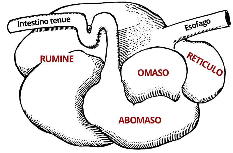 prestomaci (rumine, reticolo e omaso) + abomaso