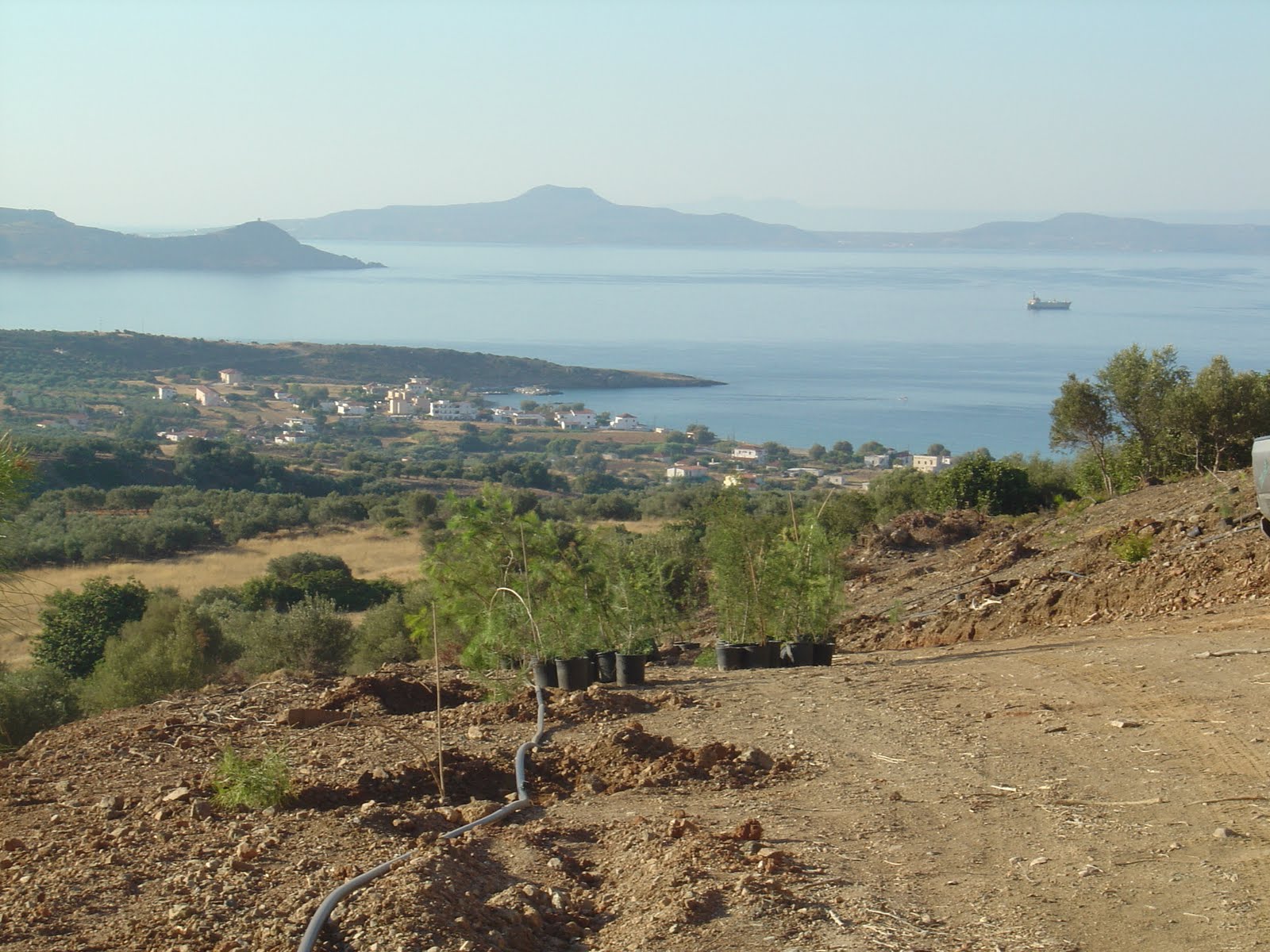 ELIKA-MARATHIAS: ΠΕΥΚΟΔΑΣΟΣ ΣΤΗΝ ΠΛΑΓΙΑ ΤΟΥ ΑΓΙΟΥ ΓΙΩΡΓΗ