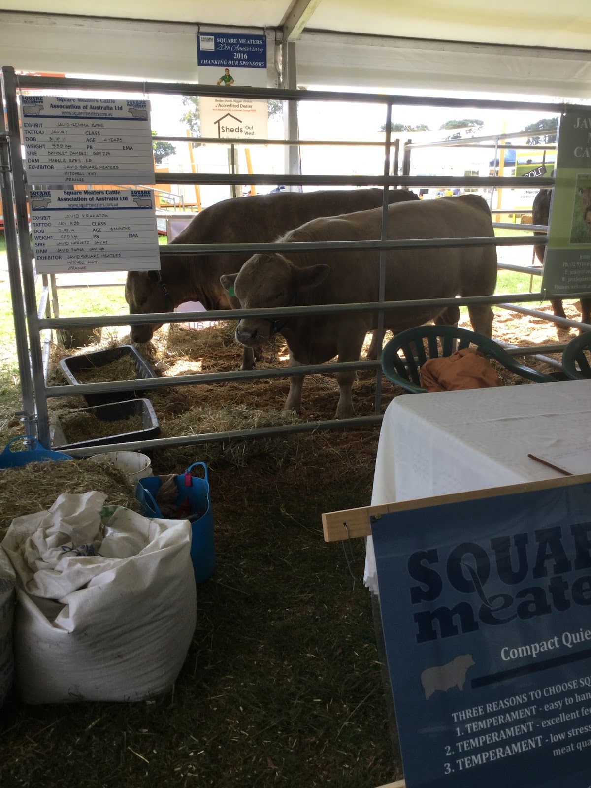 JAVID SQUARE MEATERS CATTLE STUD: NEWS