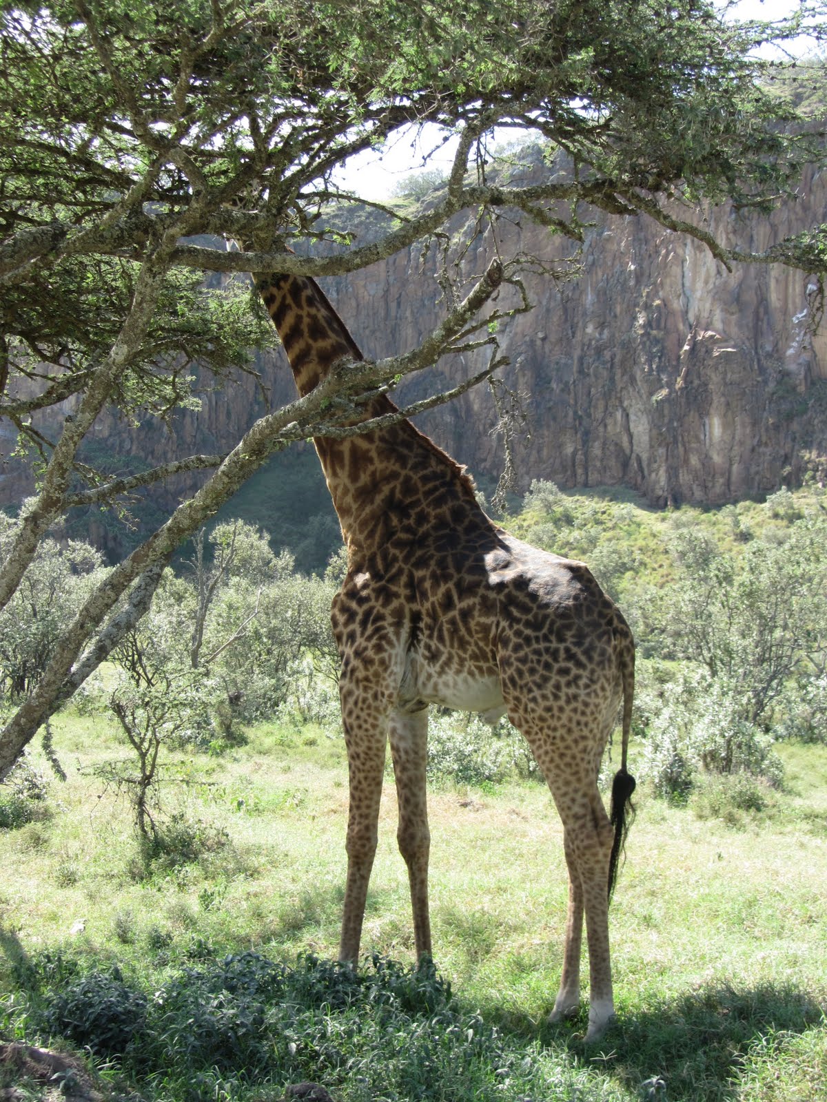 What's up Kenya: Hakuna matata