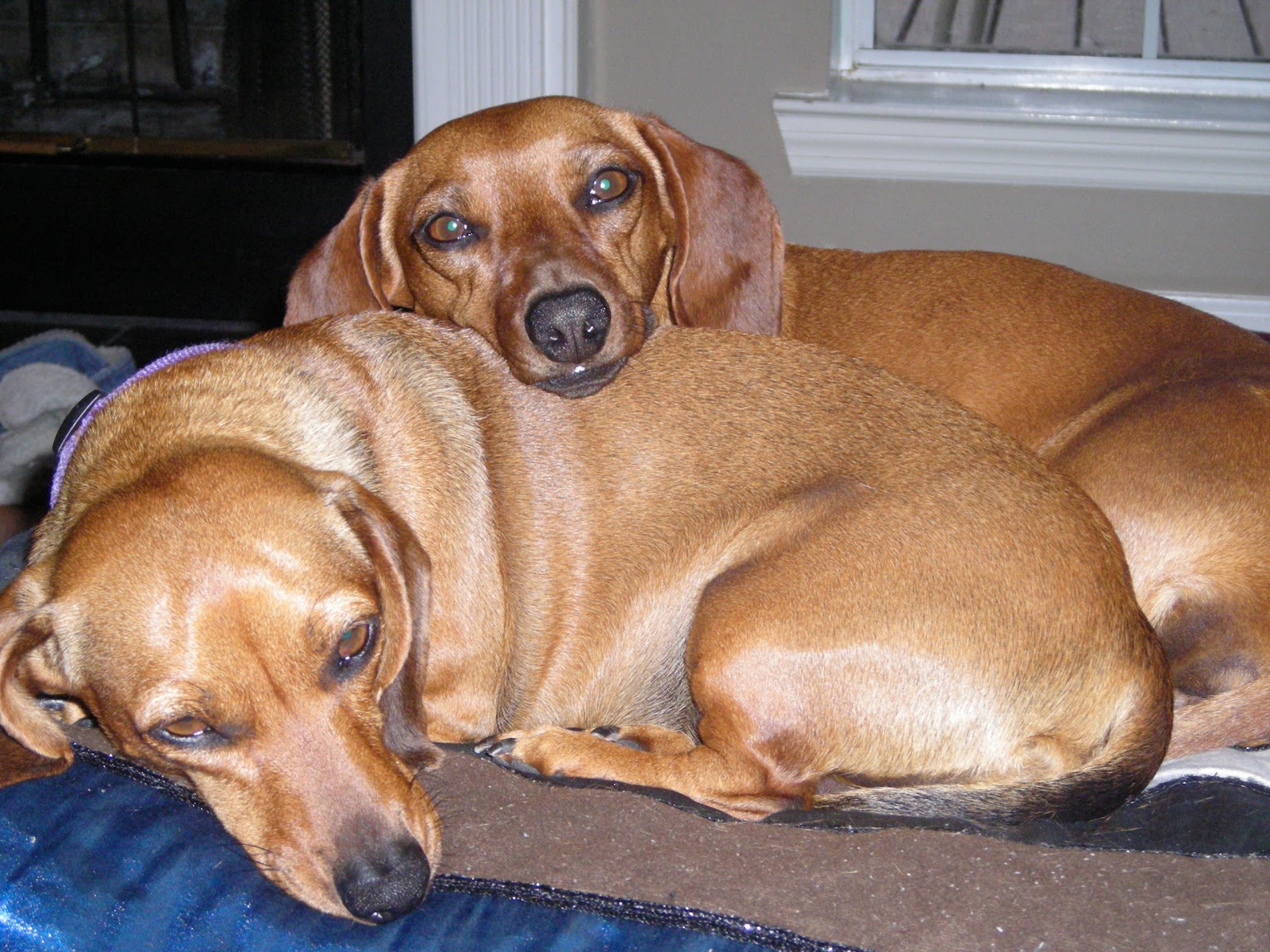 Sailing Luna Sea : Wieners on a Boat - and a weekend of Firsts