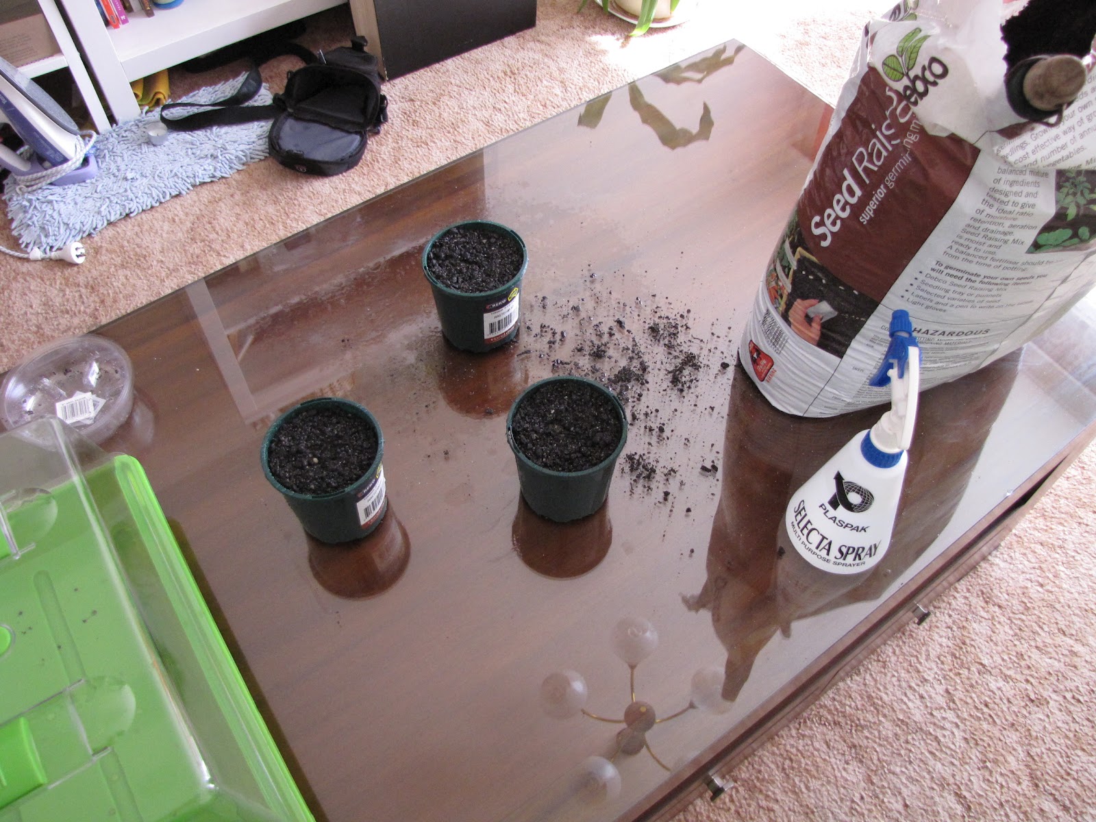 How to grow Tulasi at home: 20120904 - Seeding - Tulsi growing step by step