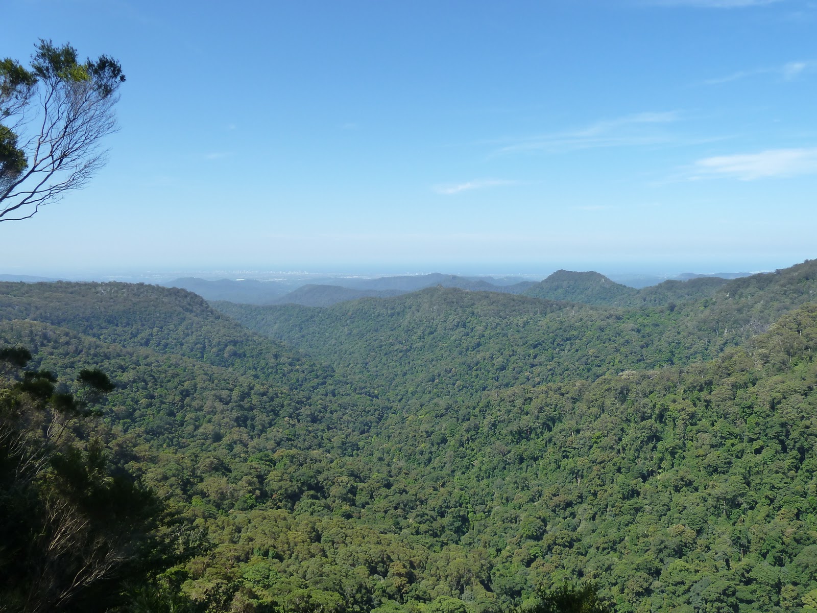 Laetitia en vadrouille: Parc National de Springbrook et Lone Pine Koala ...