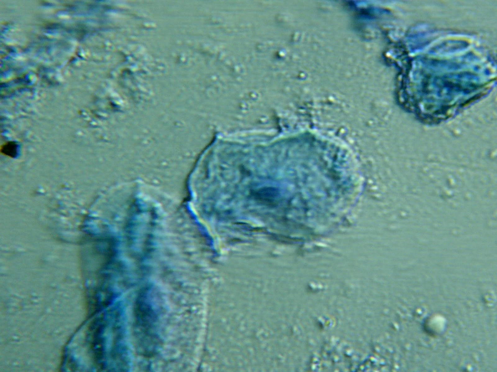 CIENCIAS JPL: FOTOS EPITELIO BUCAL