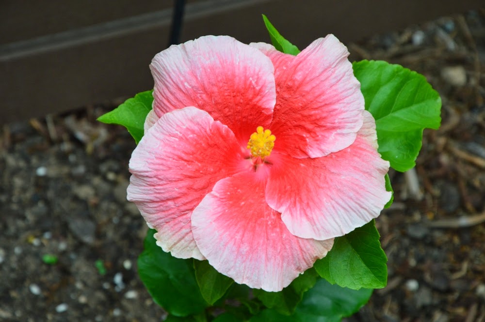 Tropical Breeze is a Sydney tropical garden filled with a wide variety ...