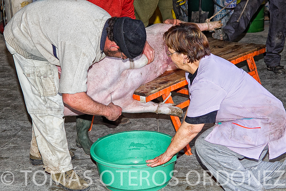 Si nos dejan...: La matanza del cerdo (primera parte)