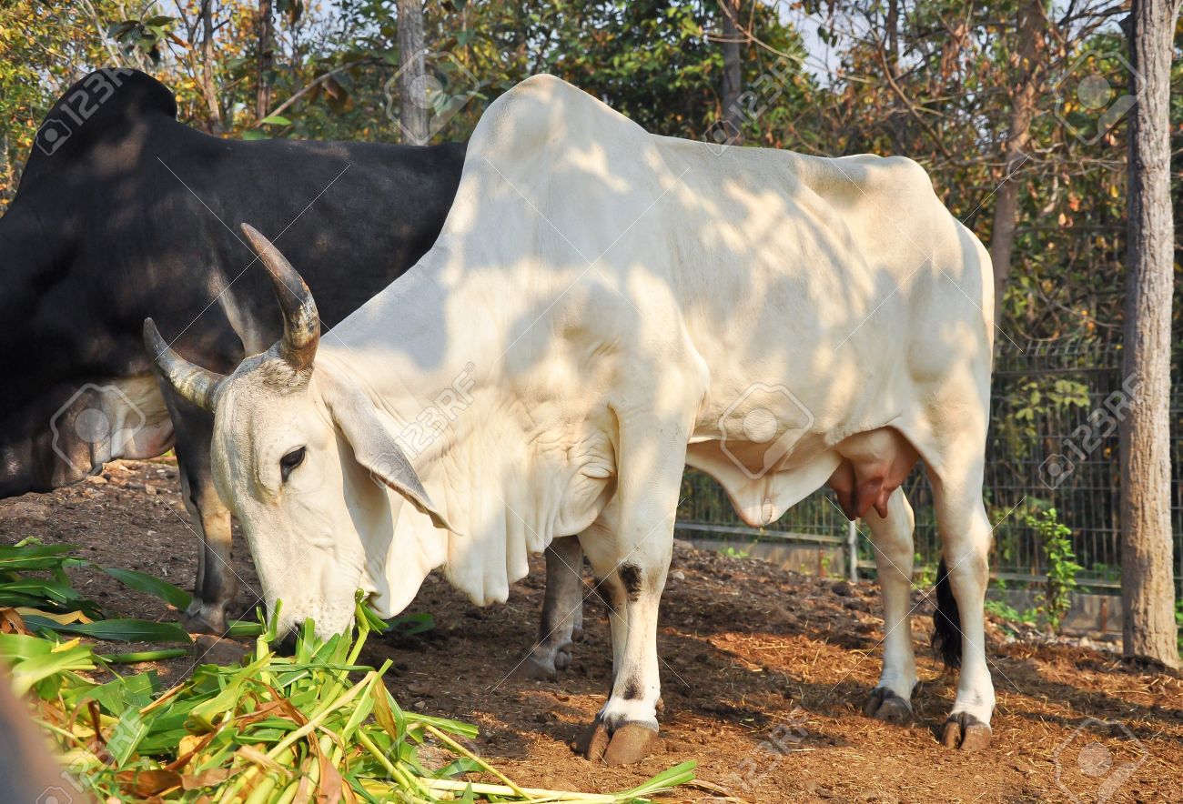 French Vocabulary Illustrated: fanon