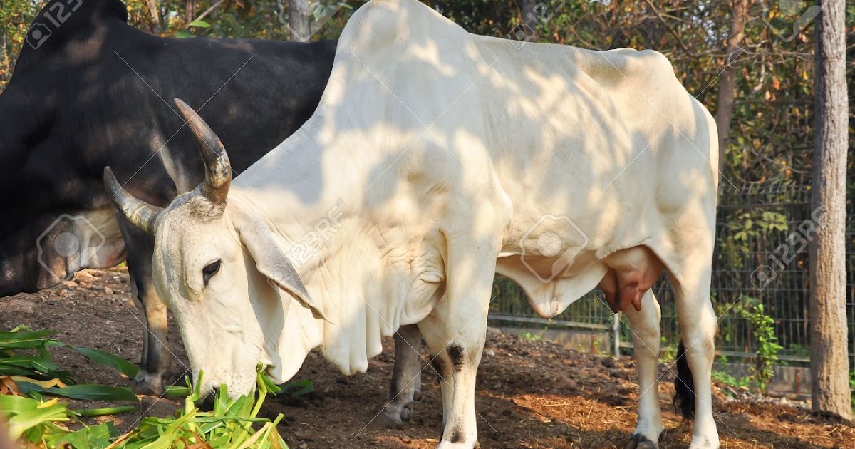 French Vocabulary Illustrated: fanon