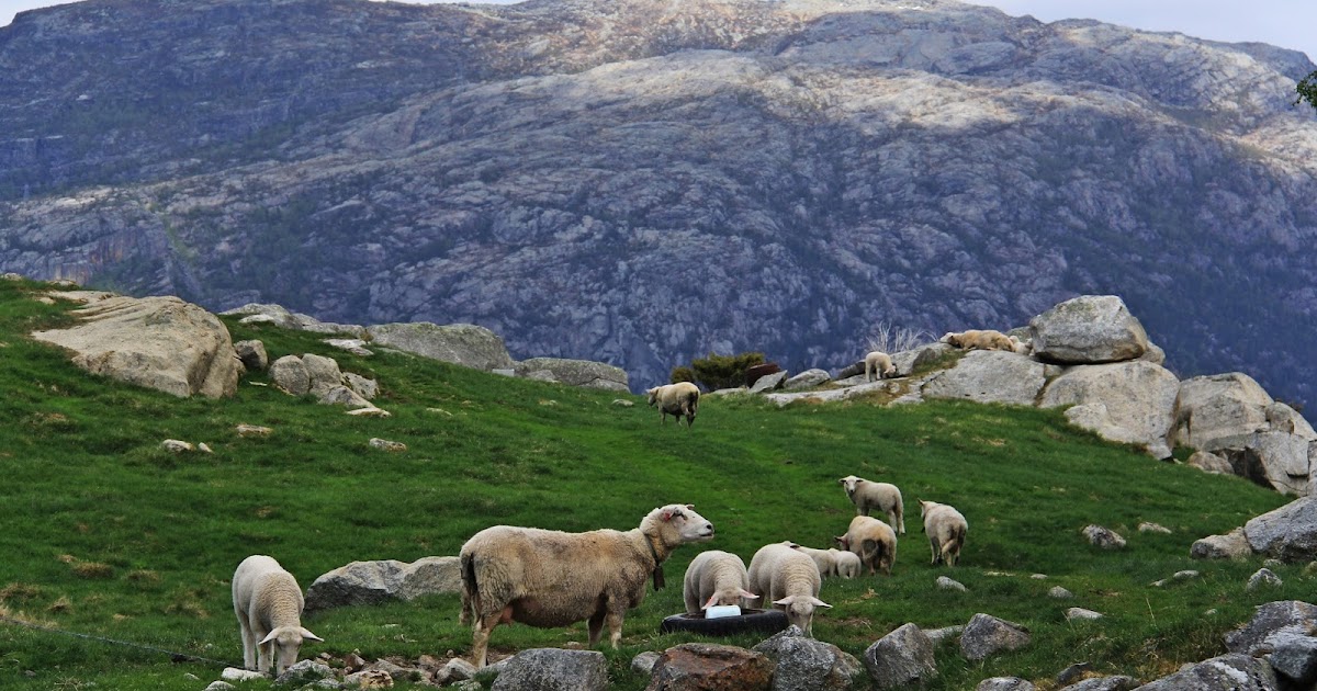 solsikken: Fossmark. Forsand Kommune