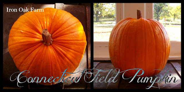 Iron Oak Farm: Connecticut Field Pumpkin