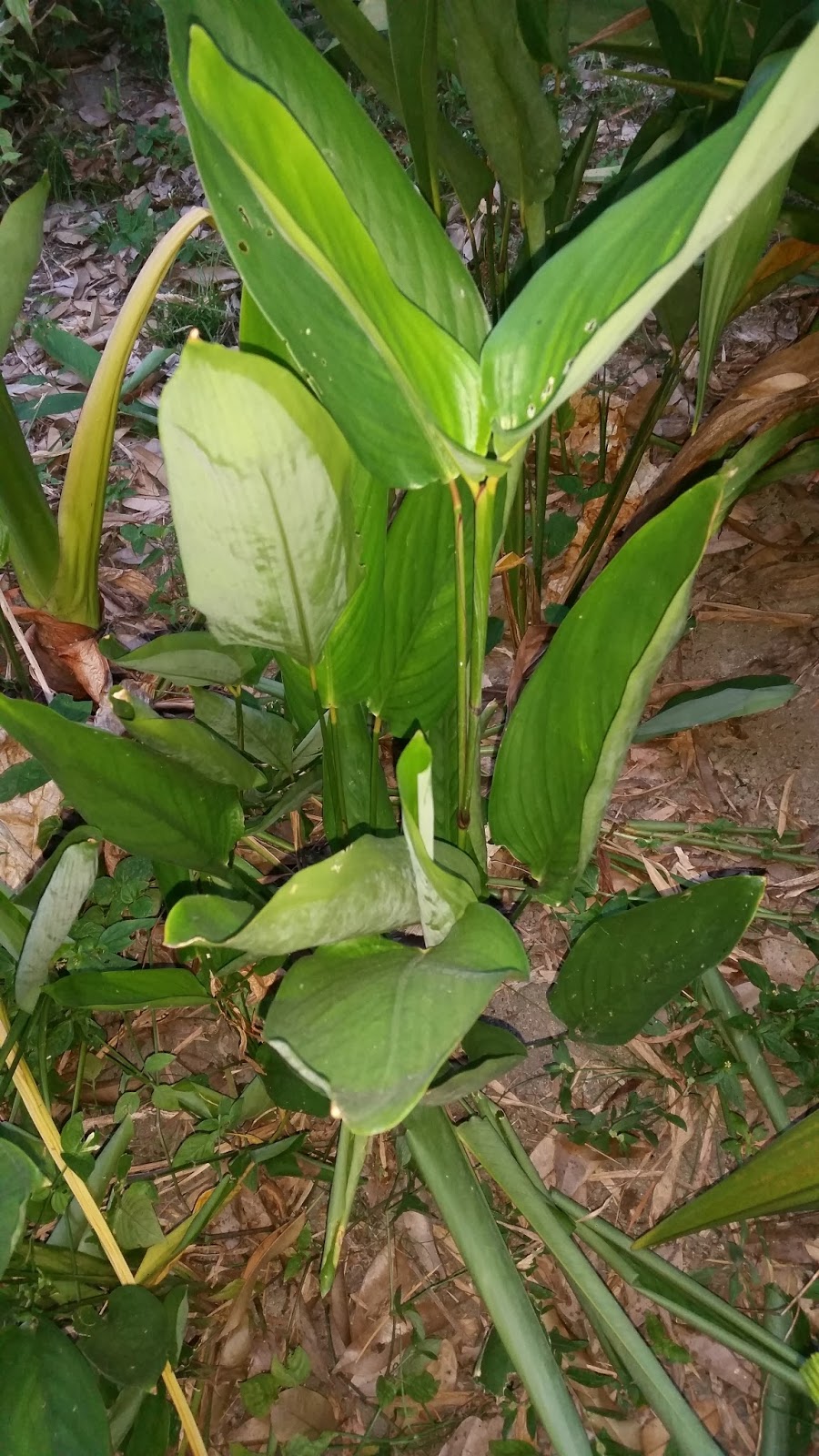 Warisan Petani: Pokok Ubi Bemban.