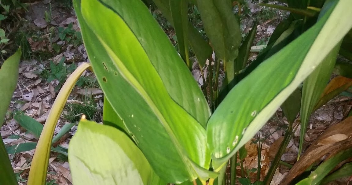 Warisan Petani: Pokok Ubi Bemban.