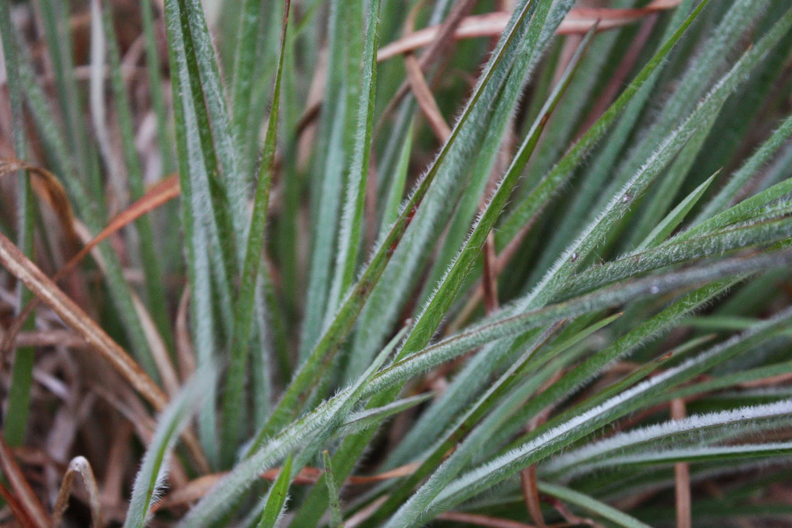 Florida Plantae And Fungi Fuzzy Grasses