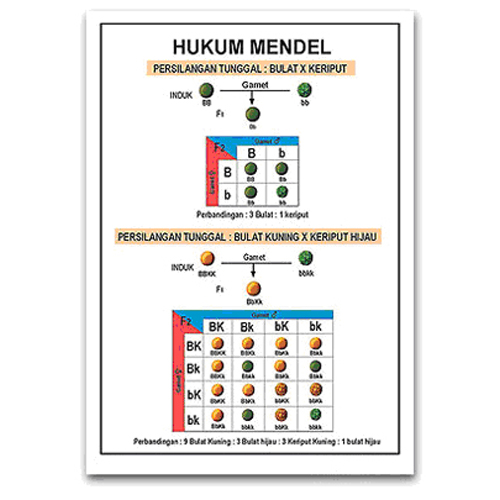 Hukum Mendel - Perumperindo.co.id