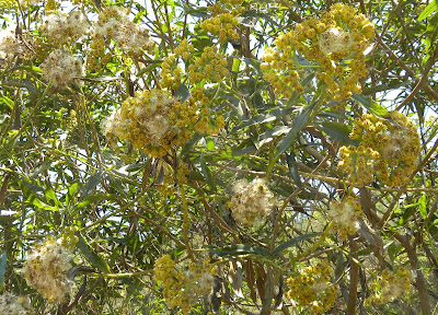 Faune/Flore à Madagascar: Iary