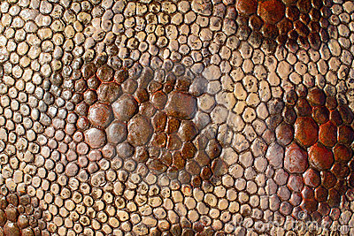 Fossils & Antiques: Dinosaur skin prices