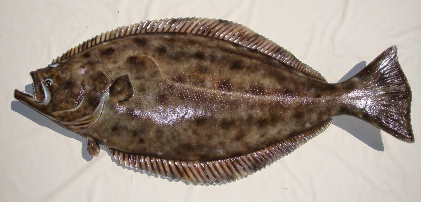 TERMINATOR GŁODU: RYBY cz.II - Ryby morskie