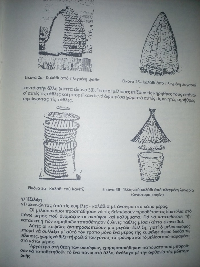 Η ιστορική εξέλιξη της κυψέλης: Σύμφωνα με τις εργασίες του Friedrich ...