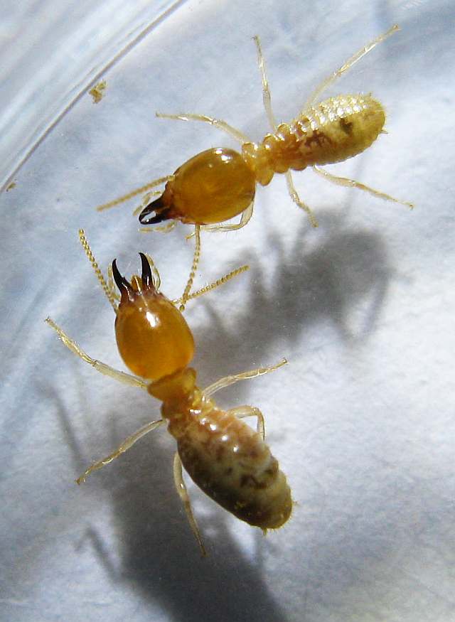 Photos and Info on Ants and Termites of Malaysia: Odontotermes sp6
