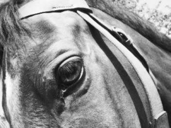 Equoterapia & Equitação Especial: Cólica : passo a passo