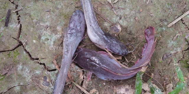 6 hama dan 8 penyakit ikan lele beserta penyembuhannya menurut buku ...